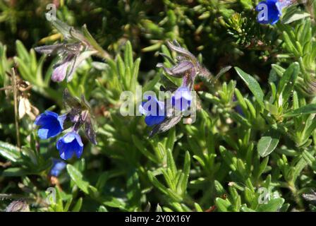 creeping gromwell (Glandora prostrata) Plantae Stock Photo - Alamy