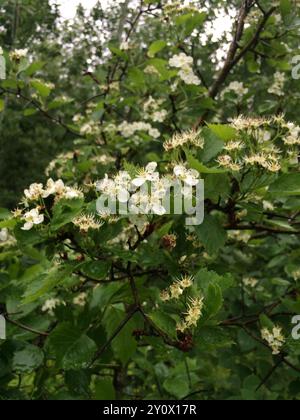 Large-thorn hawthorn (Crataegus macracantha) Plantae Stock Photo - Alamy