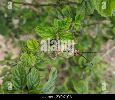 Variegated grasshopper (Zonocerus variegatus) Insecta Stock Photo - Alamy