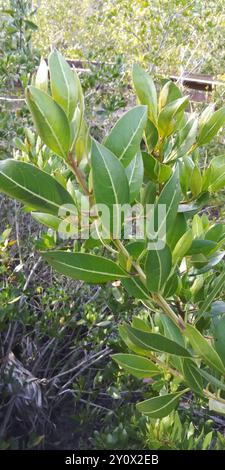 Green Buttonwood (Conocarpus erectus) Plantae Stock Photo - Alamy