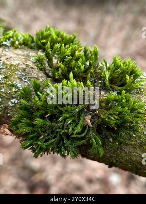 Bristle mosses (Orthotrichum) Plantae Stock Photo - Alamy