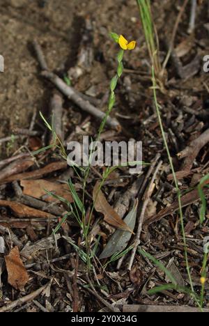 (Zornia floribunda) Plantae Stock Photo - Alamy