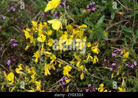 (Genista legionensis) Plantae Stock Photo - Alamy