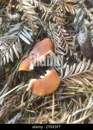 Candy Cap (Lactarius rubidus) Fungi Stock Photo - Alamy