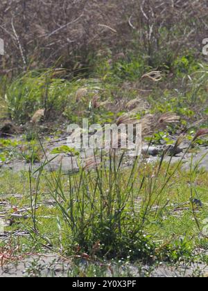 Finger Grass (Chloris barbata) Plantae Stock Photo - Alamy