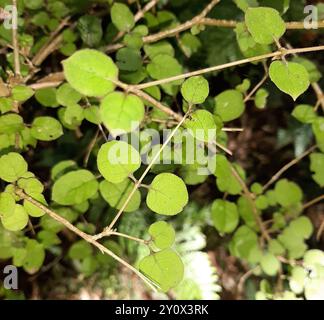 Round Leaved Coprosma (Coprosma rotundifolia), Plantae, Omahu Bush ...