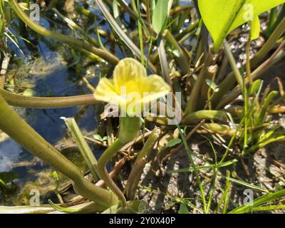 Yellow velvetleaf (Limnocharis flava) Plantae Stock Photo - Alamy