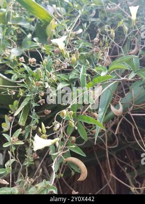 Rock Rosemary (Distimake quinquefolius) Plantae Stock Photo - Alamy