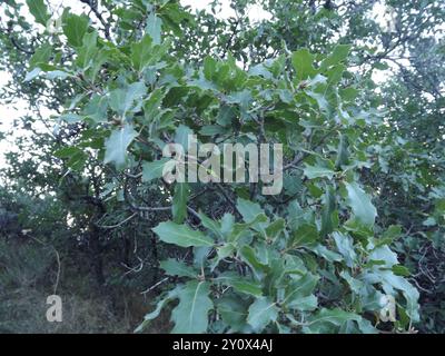 Oracle Oak (Quercus × morehus), Plantae, Hidden Falls Regional Park ...