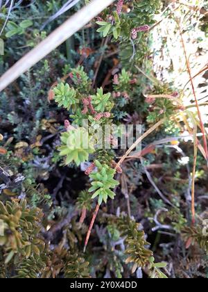 snow totara (Podocarpus nivalis), Plantae, Selwyn, NZ-CA, NZ, Female ...