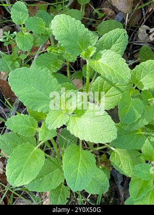 Rough Hedgenettle (Stachys rigida) Plantae Stock Photo - Alamy