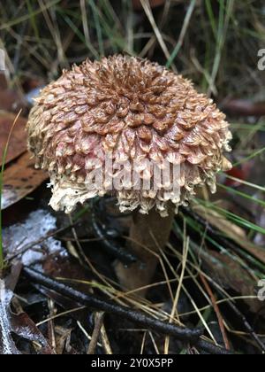 shaggy cap (Boletellus emodensis) Fungi Stock Photo - Alamy
