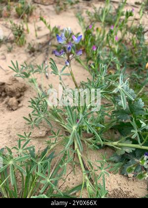 Miniature Lupine (Lupinus bicolor) Plantae Stock Photo - Alamy