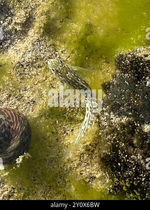 Rock-pool blenny Parablennius parvicornis in a puddle of the coast ...