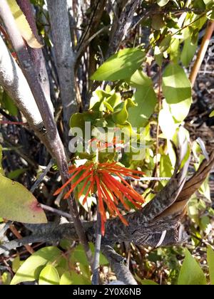 Quintral (Tristerix corymbosus) Plantae Stock Photo - Alamy