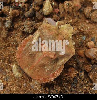 Sculptured Shieldbug (Xerobia sculpturata) Insecta Stock Photo - Alamy
