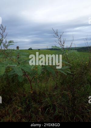 wand riverhemp (Sesbania virgata) Plantae Stock Photo - Alamy