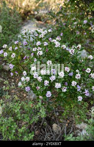 (Daphne sericea) Plantae Stock Photo - Alamy