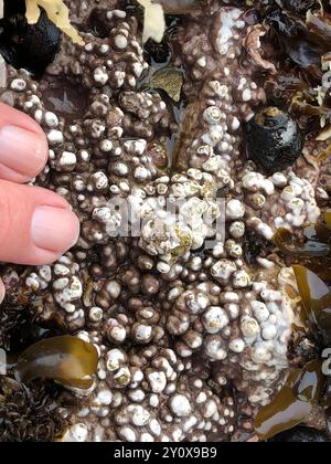 Crustose coralline algae (Lithothamnion) Plantae Stock Photo - Alamy