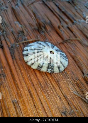 Rough Keyhole Limpet (Diodora aspera) Mollusca Stock Photo - Alamy