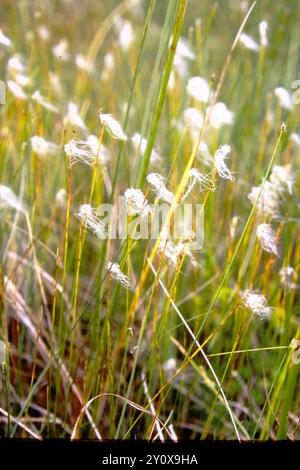Cotton Deergrass (Trichophorum alpinum) Plantae Stock Photo - Alamy
