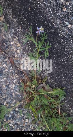 Miniature Lupine (Lupinus bicolor) Plantae Stock Photo - Alamy
