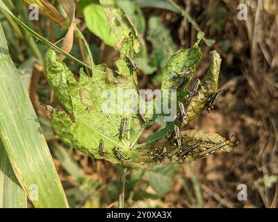 Variegated grasshopper (Zonocerus variegatus) Insecta Stock Photo - Alamy