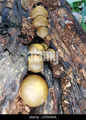 (Heimiomyces velutipes) Fungi Stock Photo - Alamy