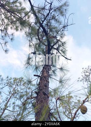 pond pine (Pinus serotina) Plantae Stock Photo - Alamy