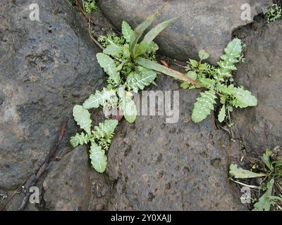 Boar Thistle (Galactites tomentosus) Plantae Stock Photo - Alamy