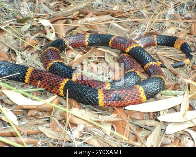 Eastern Coralsnake (Micrurus fulvius) Reptilia Stock Photo - Alamy
