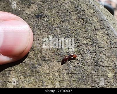 New Zealand Drywood Termite (Kalotermes brouni) Insecta Stock Photo - Alamy