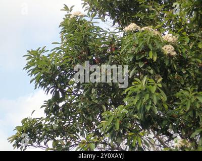 Chinese Photinia (Photinia serratifolia) Plantae Stock Photo - Alamy