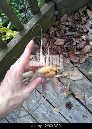 Mexican Bromeliad Weevil (Metamasius callizona) Insecta Stock Photo - Alamy
