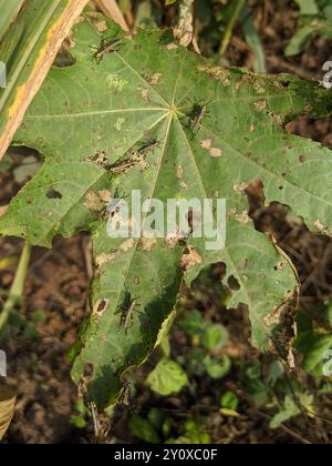 Variegated grasshopper (Zonocerus variegatus) Insecta Stock Photo - Alamy