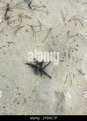 Turtle Grass (Thalassia testudinum) Plantae Stock Photo - Alamy