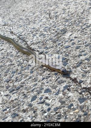 Three-clawed Worm-skink (Anomalopus verreauxii) Reptilia Stock Photo ...