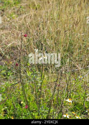 Phasey Bean (Macroptilium lathyroides) Plantae Stock Photo - Alamy