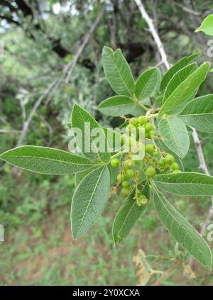 Rhus pyroides Rhus pyroides Stock Photo - Alamy