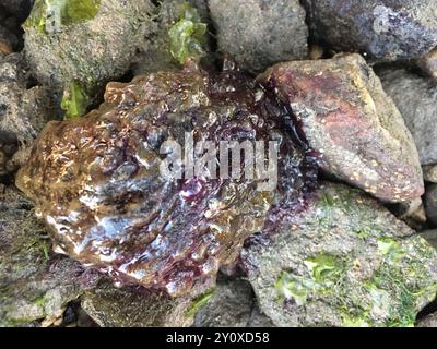 Sea Hares and Akera Snails (Aplysiida) Mollusca Stock Photo - Alamy