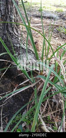 Swamp Flatsedge (Cyperus ligularis) Plantae Stock Photo - Alamy
