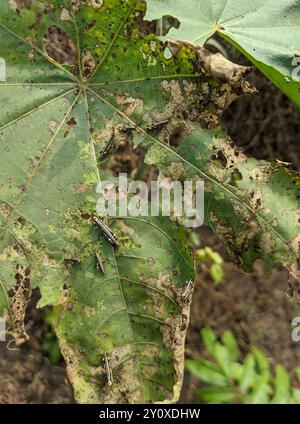 Variegated grasshopper (Zonocerus variegatus) Insecta Stock Photo - Alamy