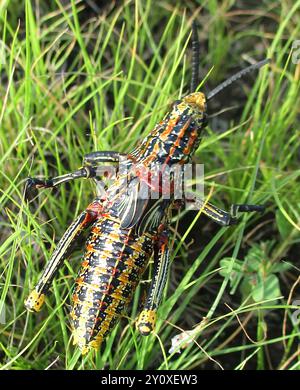 Gaudy Grasshoppers (Pyrgomorphidae) Insecta Stock Photo - Alamy