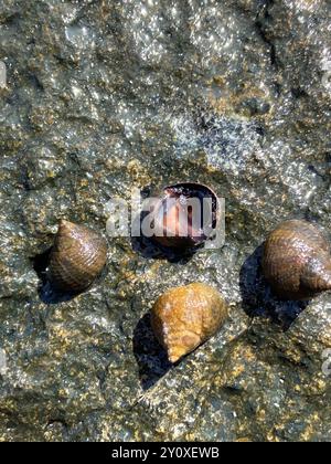 (Tectarius striatus) Mollusca Stock Photo - Alamy