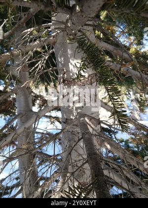 red fir (Abies magnifica) Plantae Stock Photo - Alamy