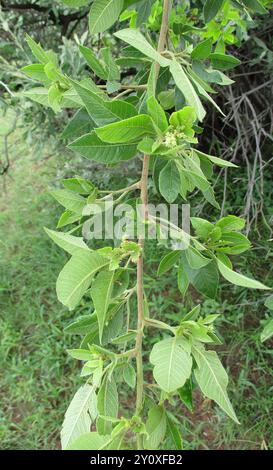 Common currant-rhus (Searsia pyroides) Plantae Stock Photo - Alamy