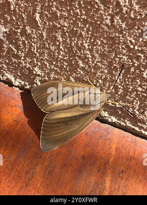 Palm Moth (Paysandisia archon) Insecta Stock Photo - Alamy
