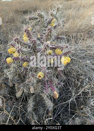 Whipple Cholla (Cylindropuntia whipplei) Plantae Stock Photo - Alamy