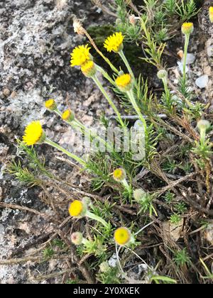(Neja pinifolia) Plantae Stock Photo - Alamy