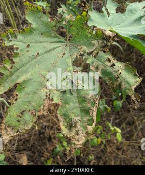 Variegated grasshopper (Zonocerus variegatus) Insecta Stock Photo - Alamy